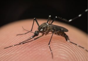 Por que a picada de pernilongo coça?