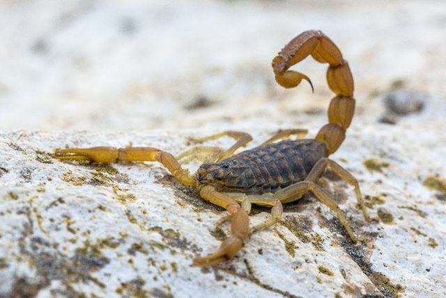 Escorpiões representam riscos à saúde humana e animal. Conheça hábitos ... Escorpiões representam riscos à saúde humana e animal. Conheça hábitos ...